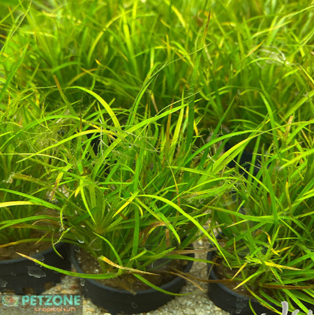 Aquarium Plants: Juncus Repens