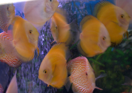 Sunshine Discus - Pet Zone Tropical Fish - San Diego, California