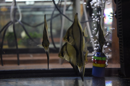 Brackish Water Tropical Fish: Mono Sebae