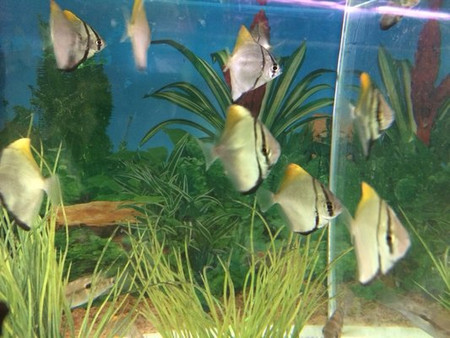 Mono Argentus - Brackish Water Tropical Fish