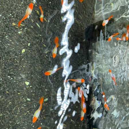 Livebearer Fish: Red Cap Guppy
