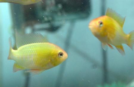 South American Cichlids: German Gold Ram, Papiliochromis ramirezi