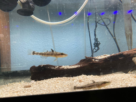 Crazy Fish (Butis butis)