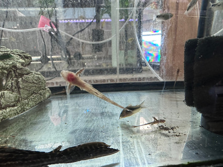 Freshwater Tropical Fish: Red Lizard Whiptail Catfish - RINELORICARIA ...
