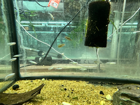 Blue Sparkle Medaka Rice Fish - Oryzias latipes