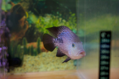 New World Cichlids: Green Texas Cichlid - Herichthys carpinte
