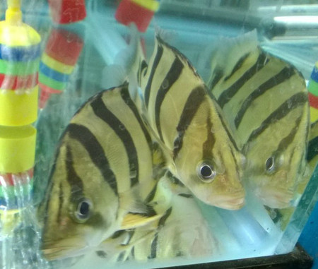 Freshwater Tropical Fish: Tiger Datnoid