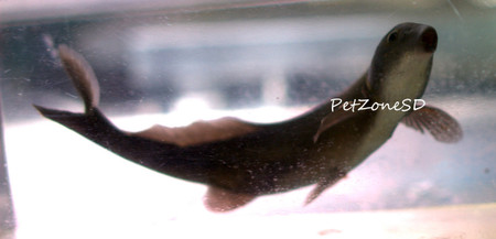 Freshwater Tropical Fish: Dolphin Fish - Mormyrus longirostris (Eastern ...