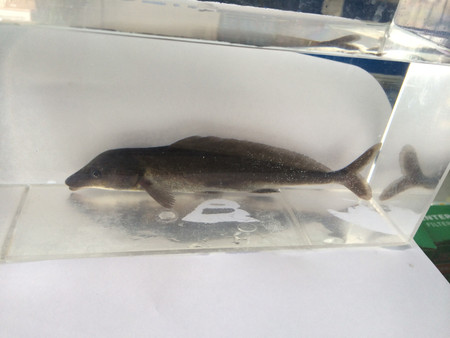 Freshwater Tropical Fish: Dolphin Fish - Mormyrus longirostris (Eastern ...