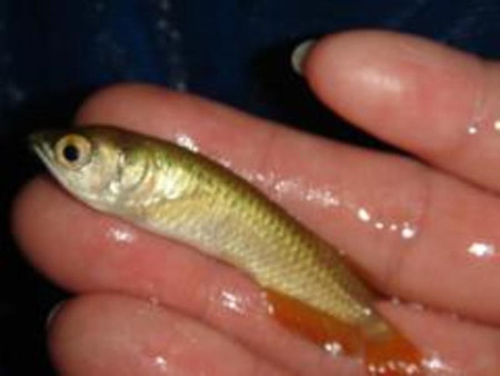 Freshwater Predator Tropical Fish: Jardini Arowana Fry