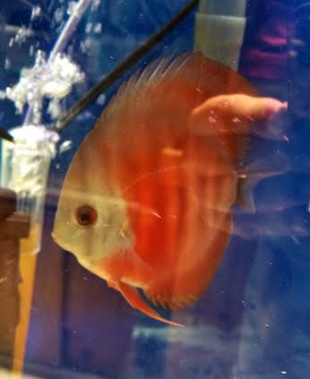 Rose Red Discus - Pet Zone Tropical Fish - San Diego, California