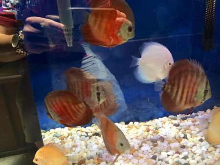 Rose Red Discus - Pet Zone Tropical Fish - San Diego, California