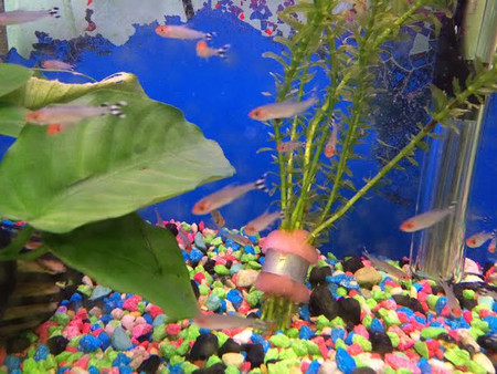 Freshwater Tropical Fish: Rummynose Tetra - Hemigrammus Rhodostomus