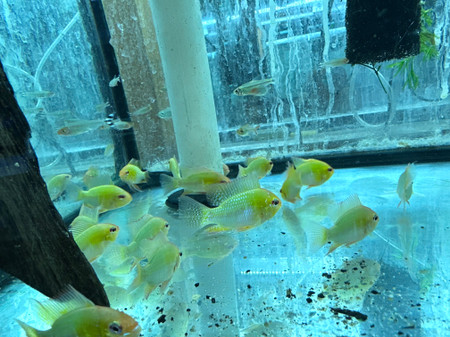 South American Cichlids: German Gold Ram, Papiliochromis ramirezi