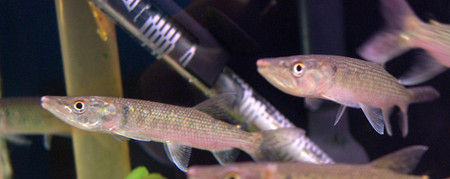 Predator Fish For Sale: African Tiger Odoe Pike Characin