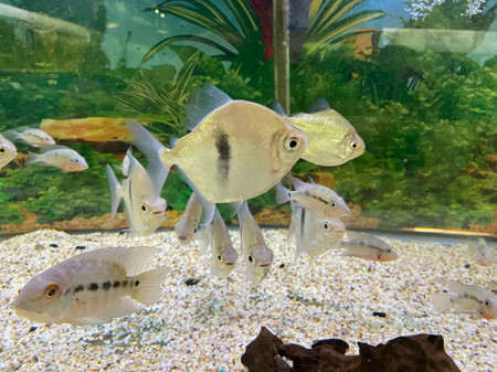 Freshwater Tropical Fish: Blue Hook Silver Dollar (Black-barred Myleus ...