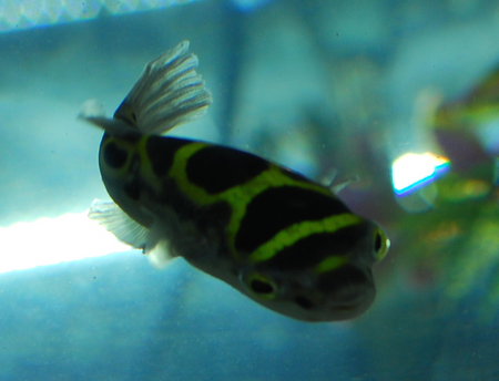 Brackish Water Fish: Figure 8 Puffer - Tetraodon biocellatus