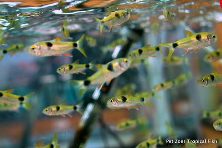 Freshwater Tropical Fish: Bucktooth Tetra - Exodon paradoxus