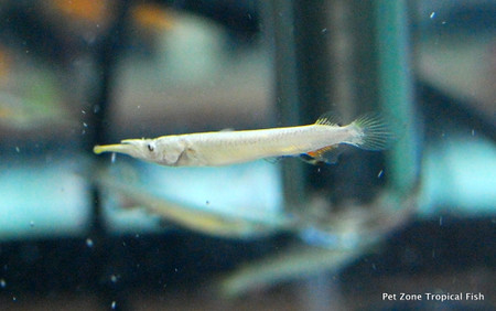 Freshwater Tropical Fish: Wrestling Halfbeak - Dermogenys pusilla