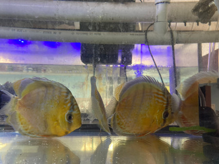 Freshwater Fish For Sale: Wild-Caught Discus