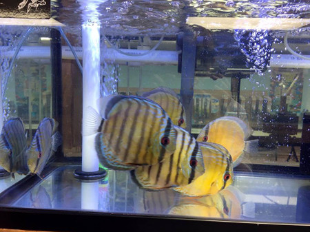 Freshwater Fish For Sale: Wild-Caught Discus