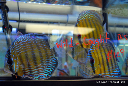 Freshwater Fish For Sale: Wild-Caught Discus