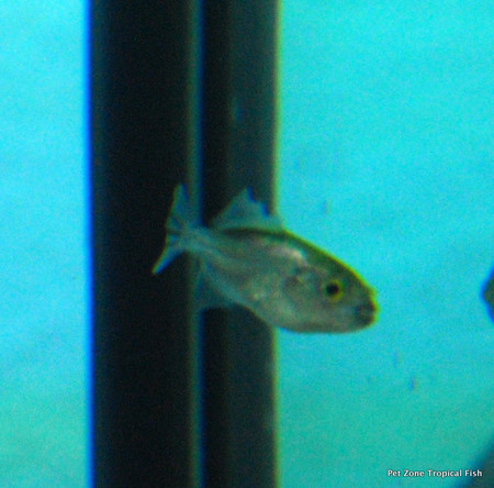 Freshwater Tropical Fish: Avocado Puffer, Golden Puffer, Bronze ...