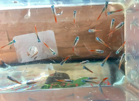 Freshwater Tropical Fish: Diamond Head Neon Tetra