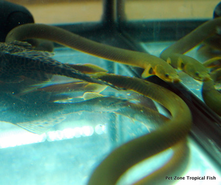 Oddball Tropical Fish: African Rope Fish - Erpetoichthys calabaricus