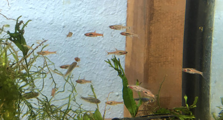 Freshwater Fish For Sale: Boraras brigittae - Mosquito Rasbora (Chili ...