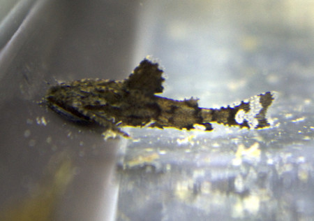 Freshwater Tropical Fish: Asian Stone Catfish - Hara jerdoni