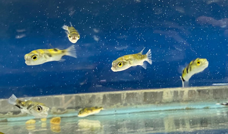 Freshwater Tropical Fish: Amazon Puffer - Colomesus asellus