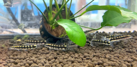 Freshwater Tropical Fish: Dwarf Chain Loach - Ambastaia sidthimunki