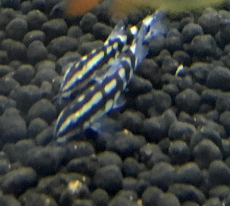 Freshwater Tropical Fish: Dwarf Chain Loach - Ambastaia sidthimunki