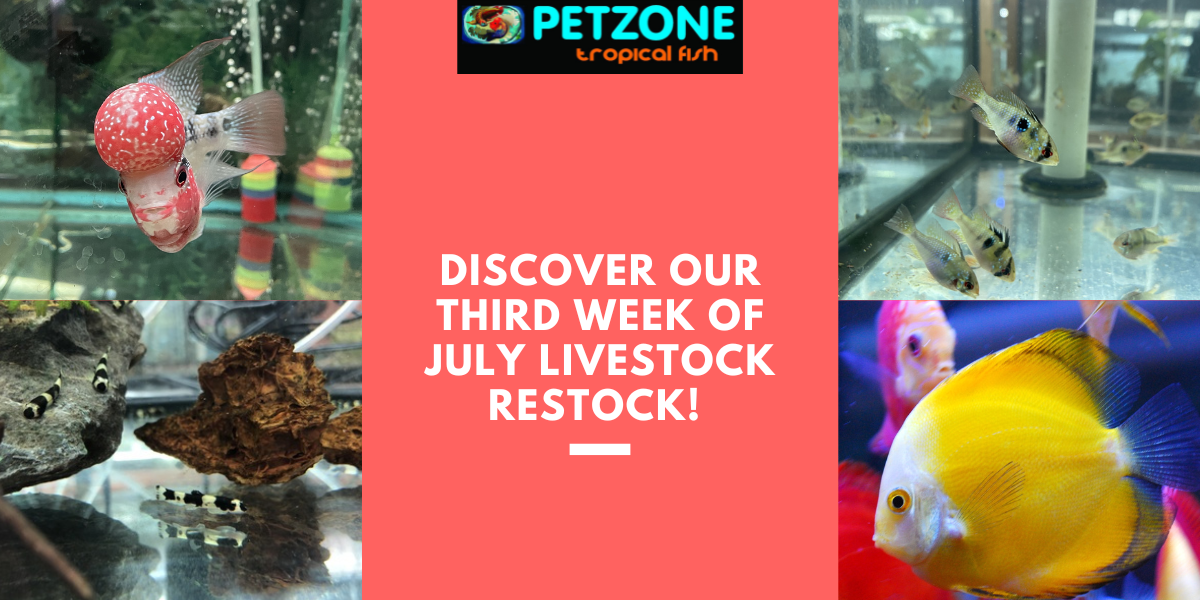 Pet Zone Tropical Fish: Freshwater Tropical Fish Store & Aquascape Shop ...