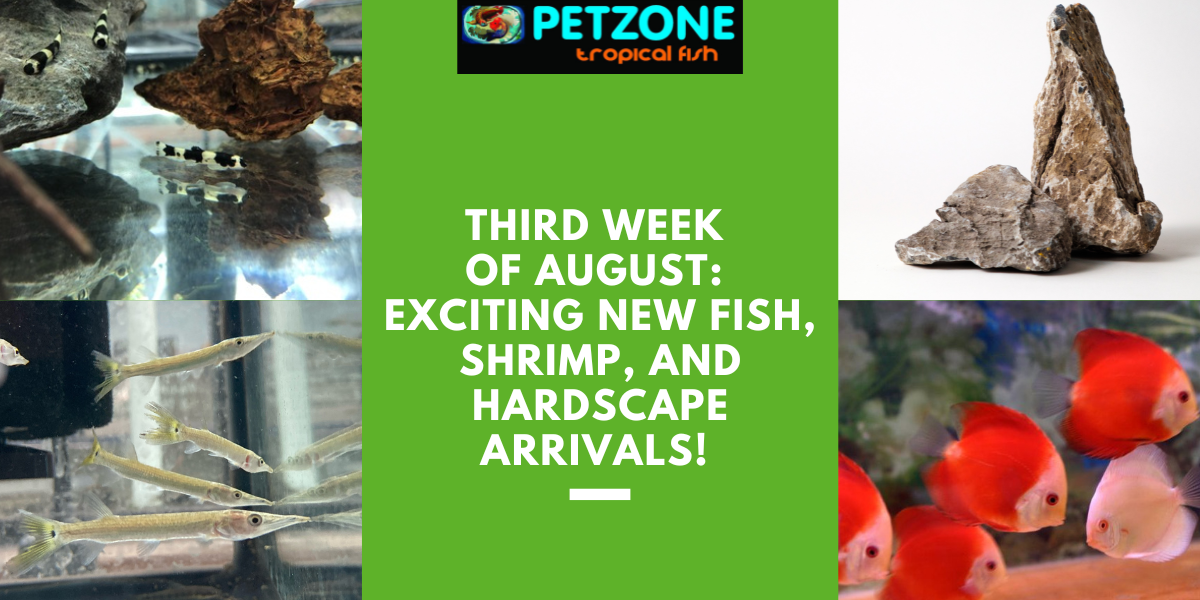Pet Zone Tropical Fish: Freshwater Tropical Fish Store & Aquascape Shop ...