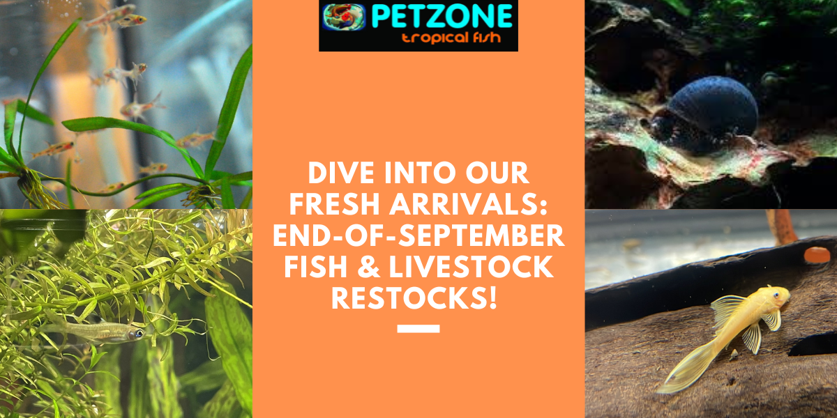 Pet Zone Tropical Fish: Freshwater Tropical Fish Store & Aquascape Shop ...