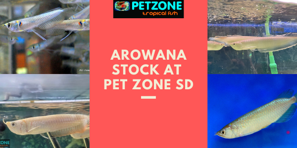 Pet Zone Tropical Fish: Freshwater Tropical Fish Store & Aquascape Shop ...