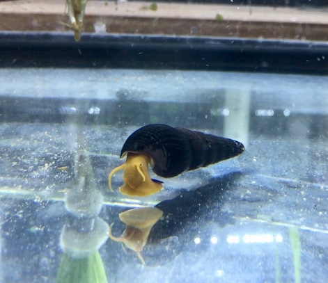Freshwater Inverts: Golden Rabbit Snail - Tylomelania gemmifera