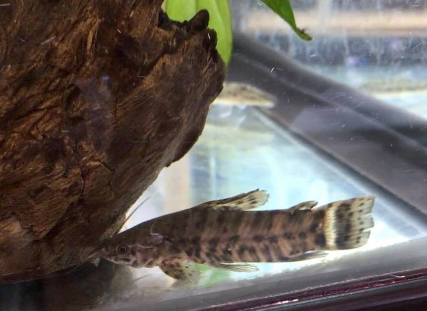 Freshwater Tropical Fish: Hoplo Catfish - Hoplosternum thoracatum