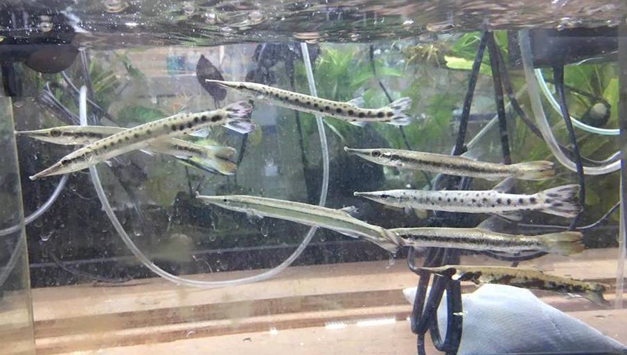 Carnivore Freshwater Fish: Marbled Gar - Boulengerella maculata