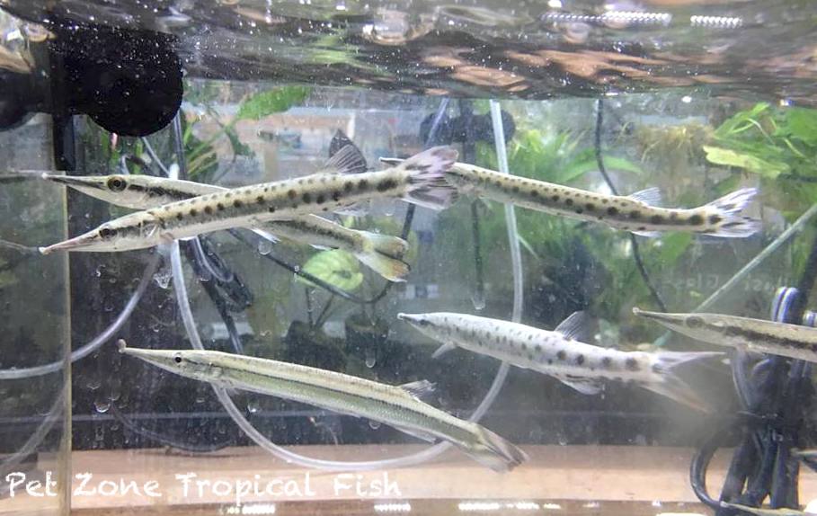 Carnivore Freshwater Fish: Marbled Gar - Boulengerella maculata