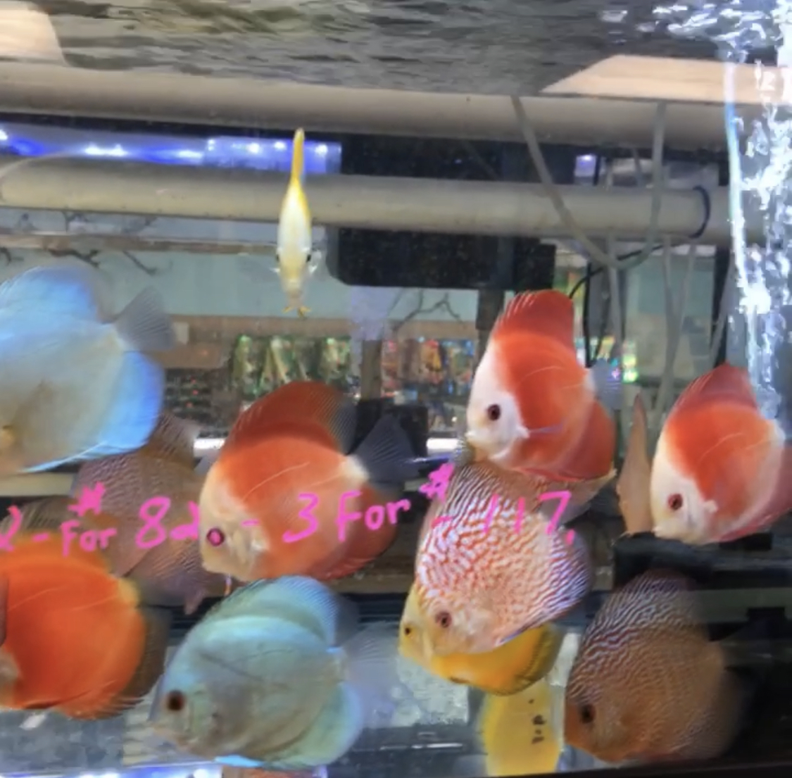 Freshwater Fish For Sale: Assorted Discus - Medium