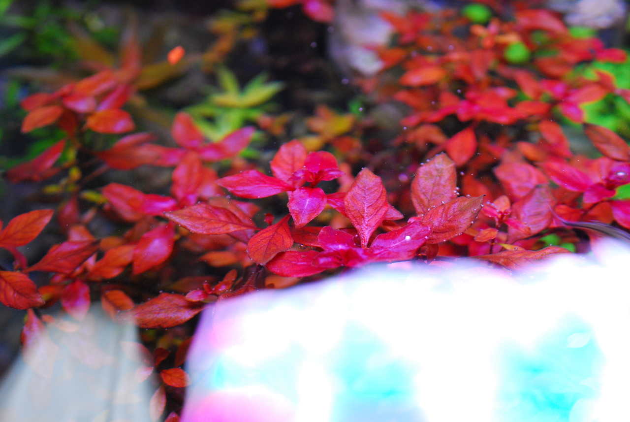 Aquarium Plants: Super Red Ludwigia - Ludwigia Natans Super Red