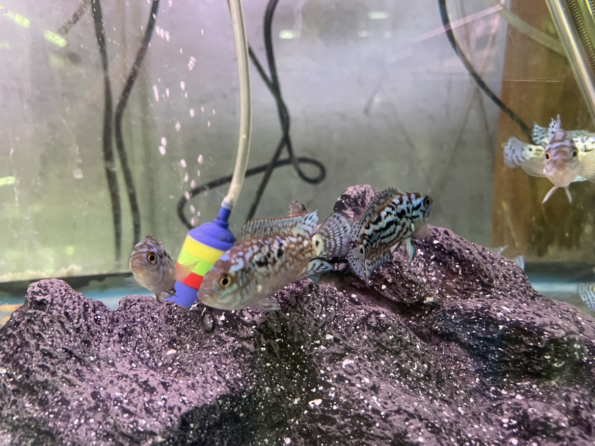 Freshwater Tropical Fish: Electric Blue Jack Dempsey South American Cichlid