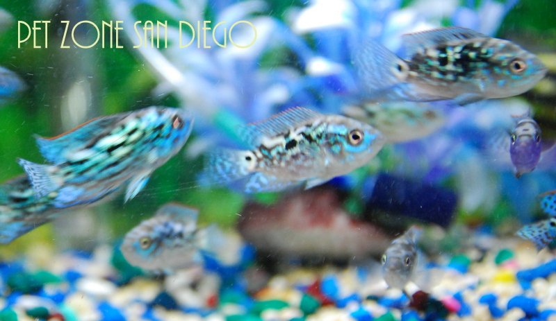 Freshwater Tropical Fish: Electric Blue Jack Dempsey South American Cichlid