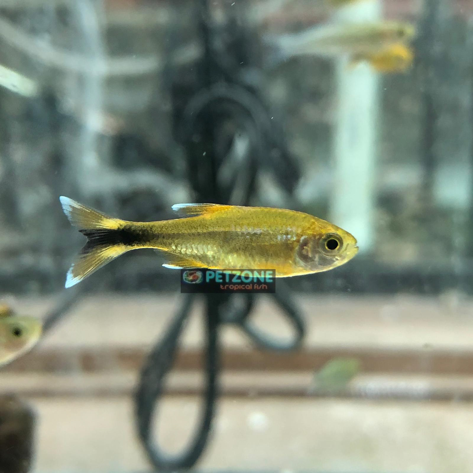 Freshwater Tropical Fish: Silver Tip Tetra - Hasemania nana