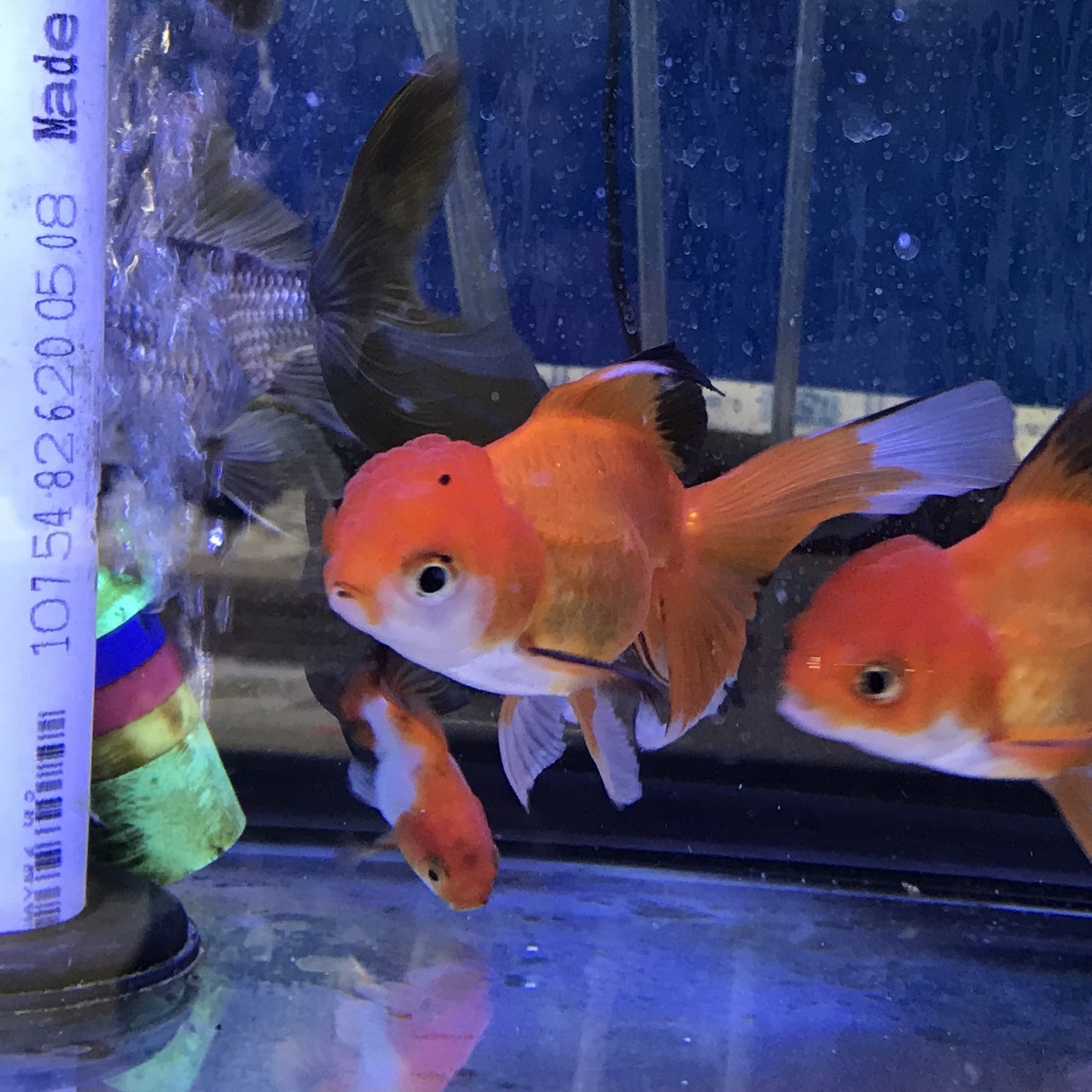 Fancy Goldfish For Sale: Oranda Goldfish