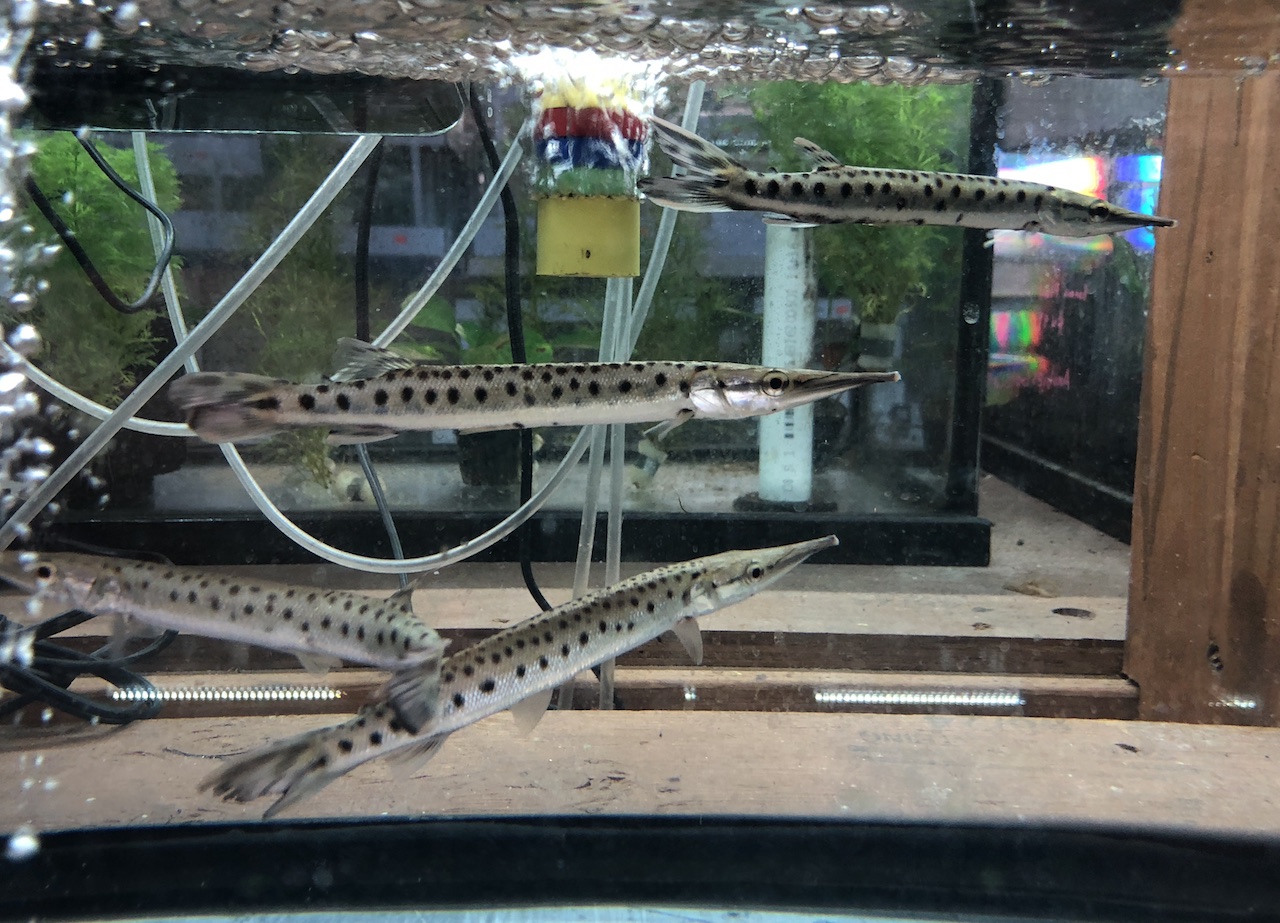 Carnivore Freshwater Fish: Spotted Pike Characin - False Spotted Gar