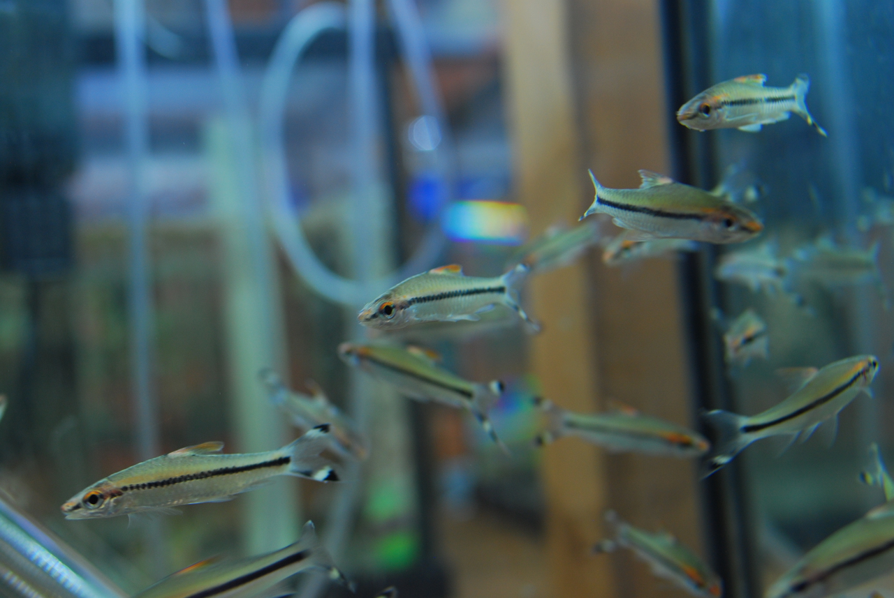 Freshwater Tropical Fish: Roseline Shark, Torpedo Barb